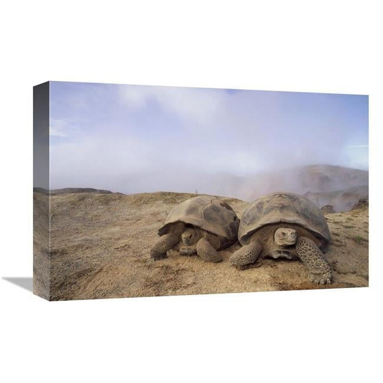 12 x 18 in. Galapagos Giant Tortoises Near Steaming Fumaroles, Alcedo ...
