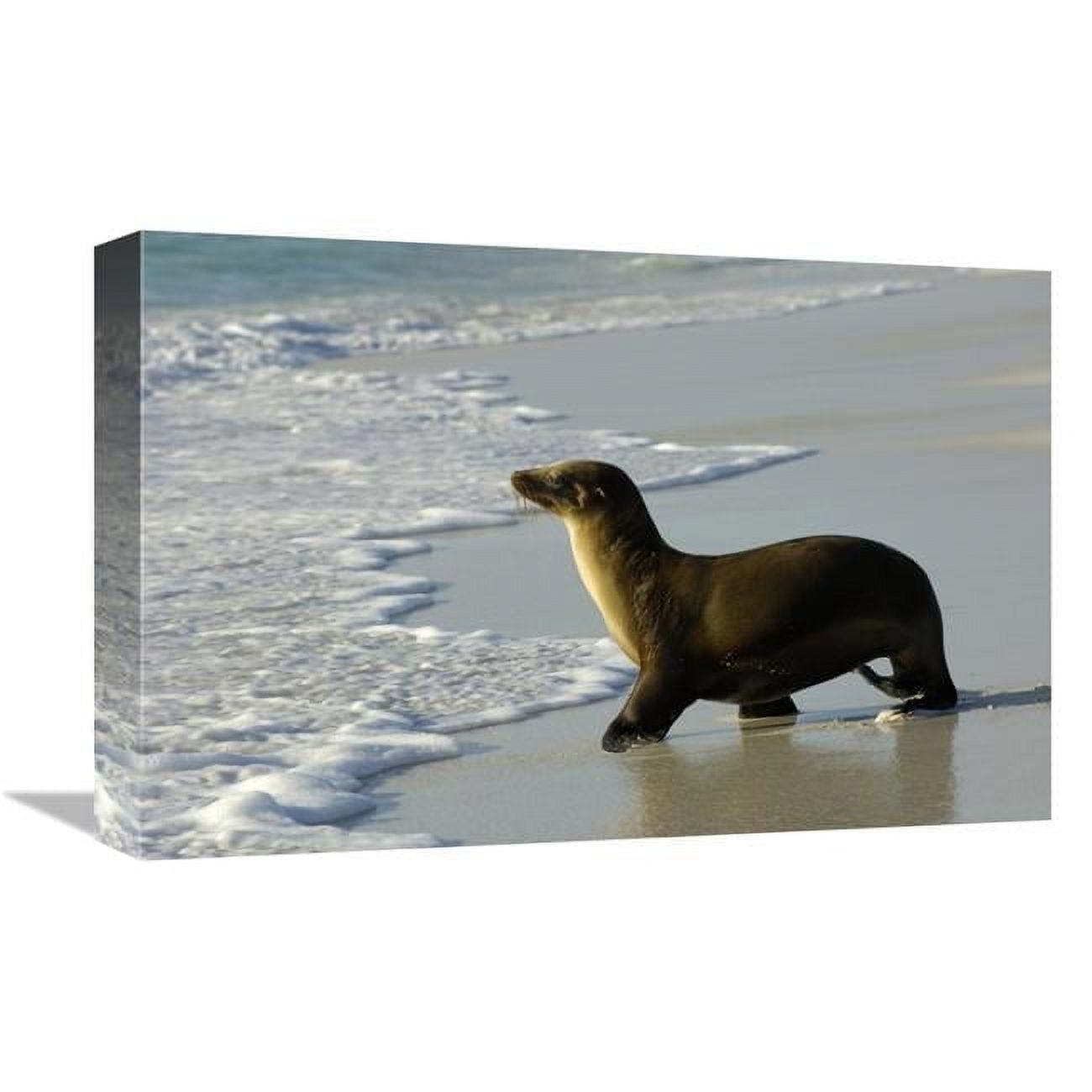 12 x 18 in. Galapagos Sea Lion, Gardner Bay, Espanola Island, Galapagos ...