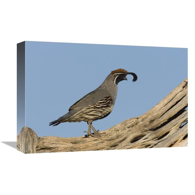 12 x 18 in. Gambels Quail Male, Santa Rita Mountains, Arizona Art Print ...