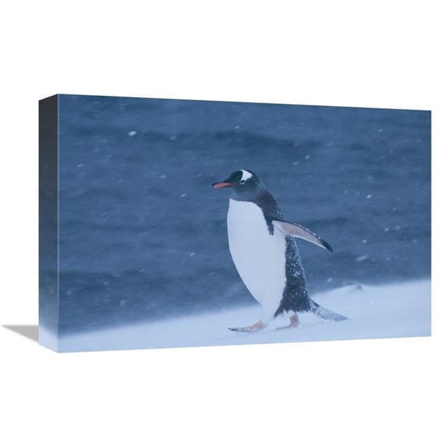 12 x 18 in. Gentoo Penguin in Snow Storm, Antarctica Art Print - Tui De ...