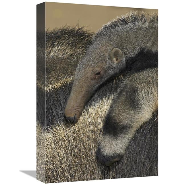 12 x 18 in. Giant Anteater Baby Riding on Mothers Back, Native to South ...