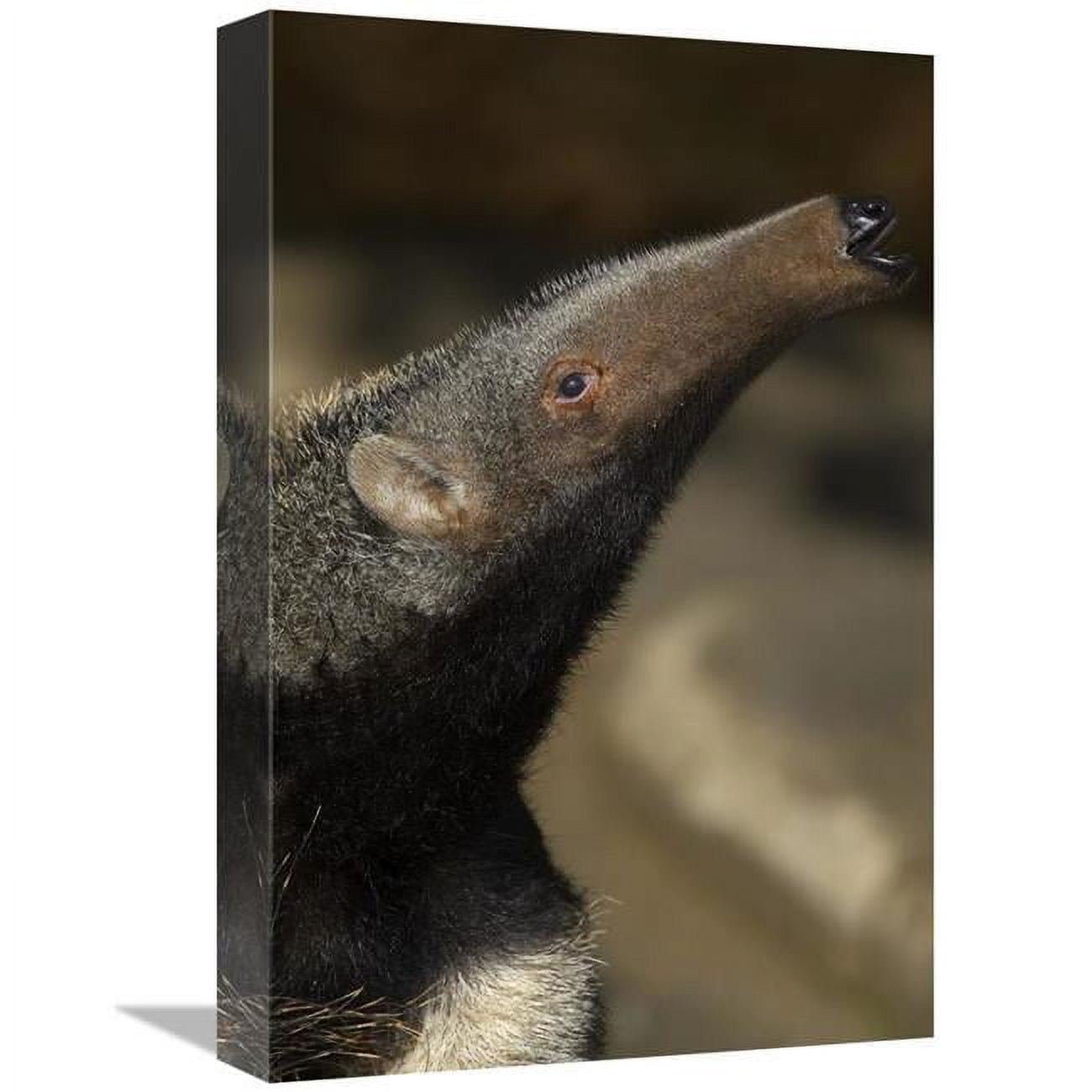 12 x 18 in. Giant Anteater Profile, Native to South America Art Print ...