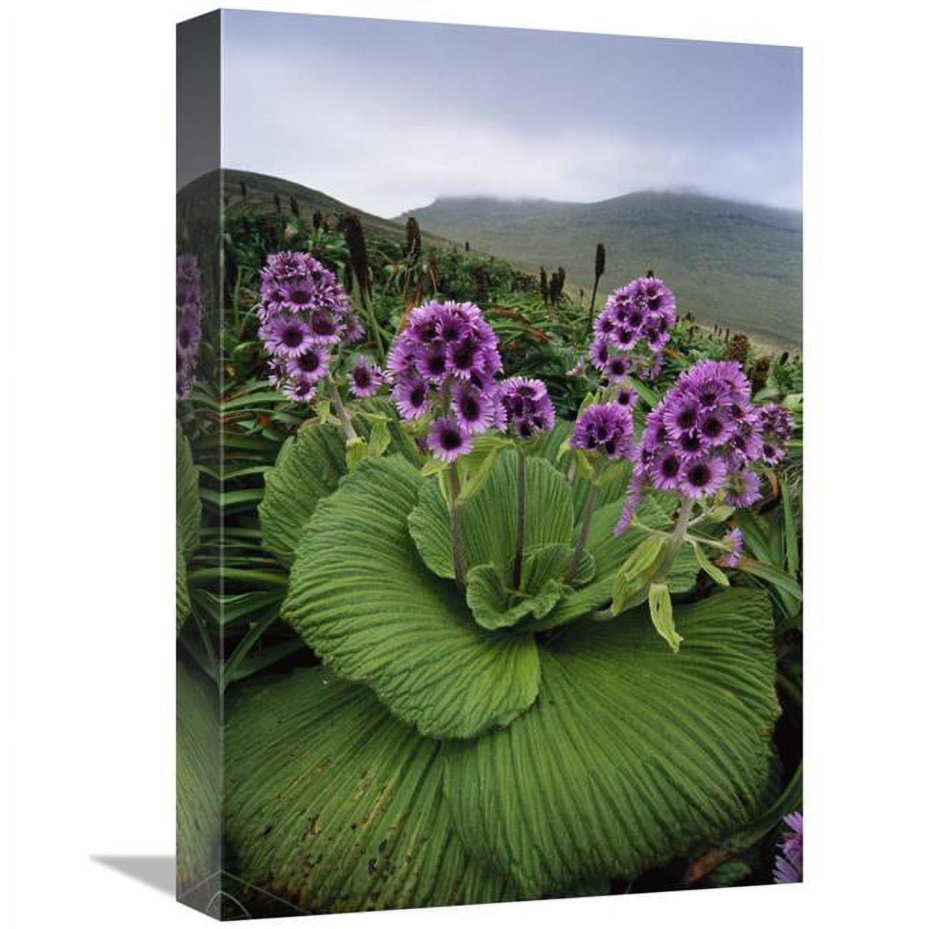 12 x 18 in. Giant Daisy in Full Bloom, Campbell Island, New Zealand Art ...