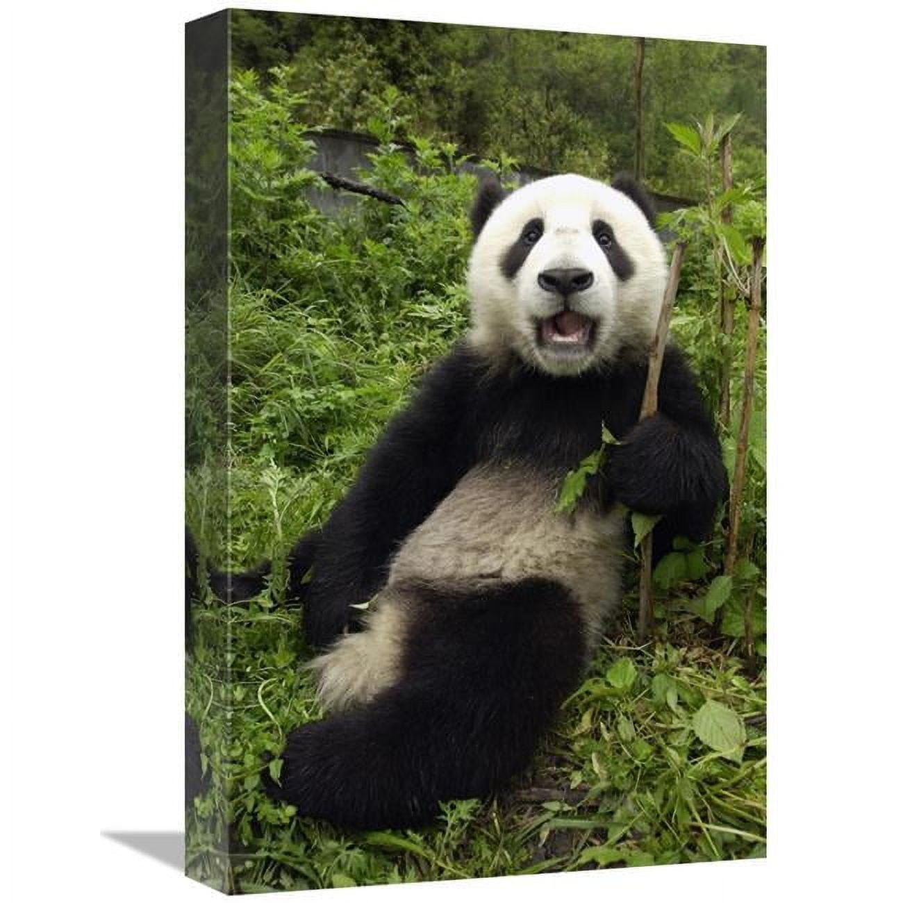 12 x 18 in. Giant Panda Cub Named Xiao Lei Lei, Wolong Nature Reserve ...