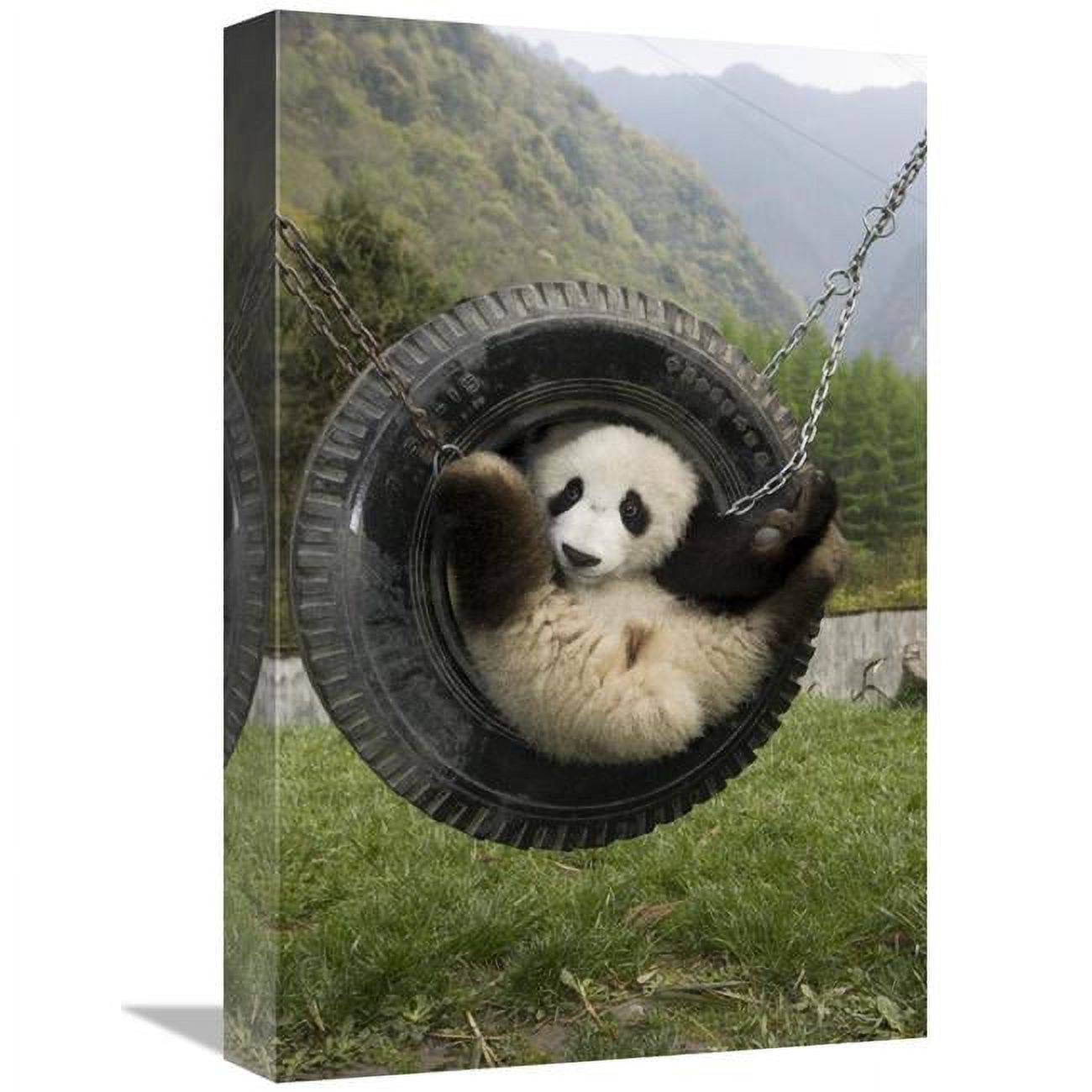 12 x 18 in. Giant Panda Cub Playing in Tire Swing, Wolong Nature ...