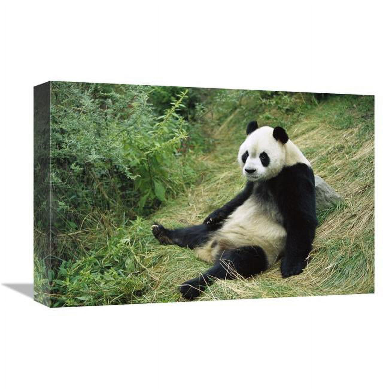 12 x 18 in. Giant Panda, Woolong Art Print - Cyril Ruoso - Walmart.com