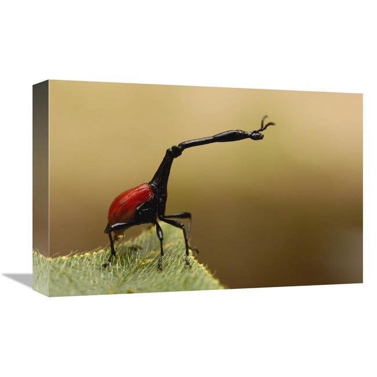 12 x 18 in. Giraffe Weevil, Analamazoatra Special Reserve or Perinet ...