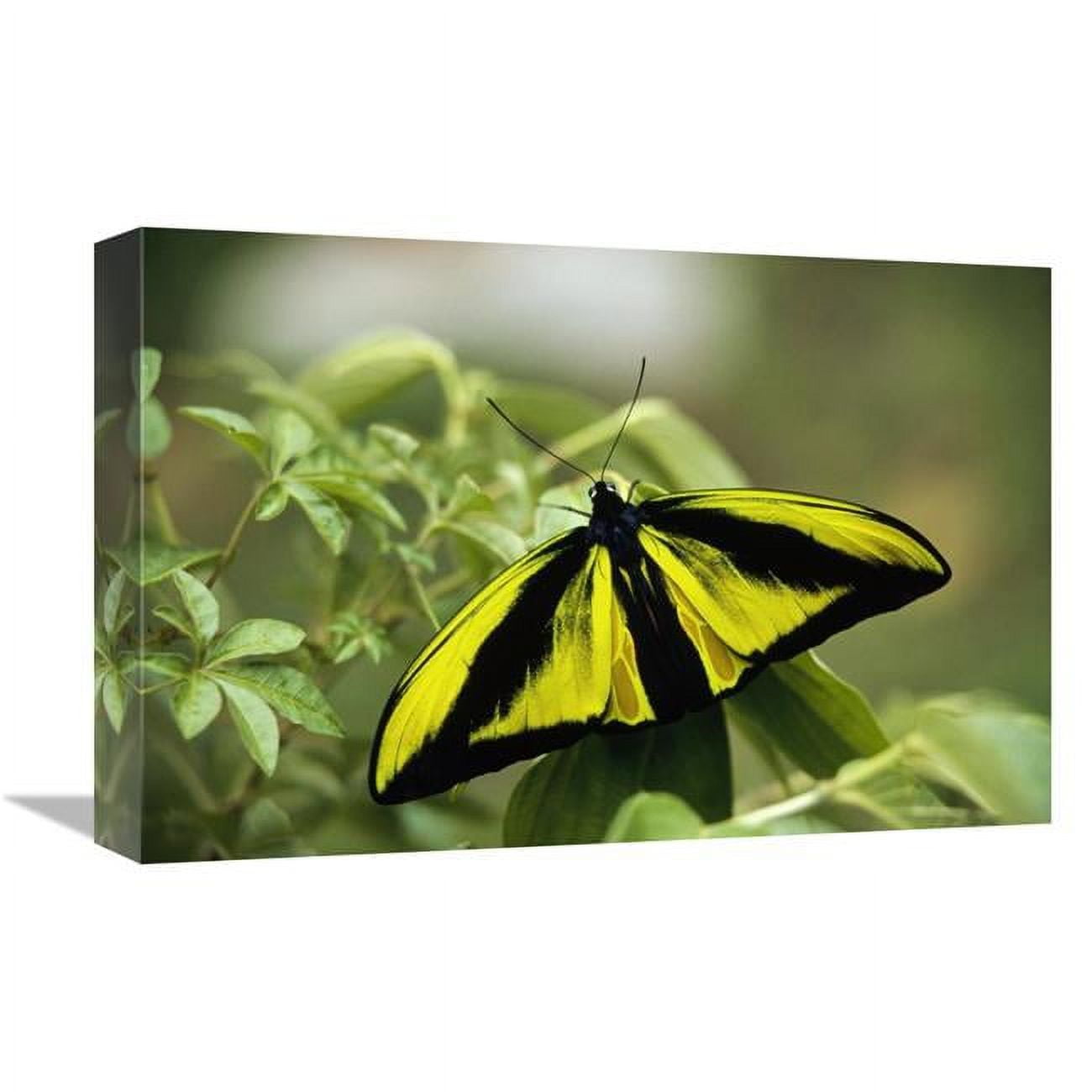 12 x 18 in. Goliath Birdwing Butterfly Male, Rare Species, Irian Jaya ...