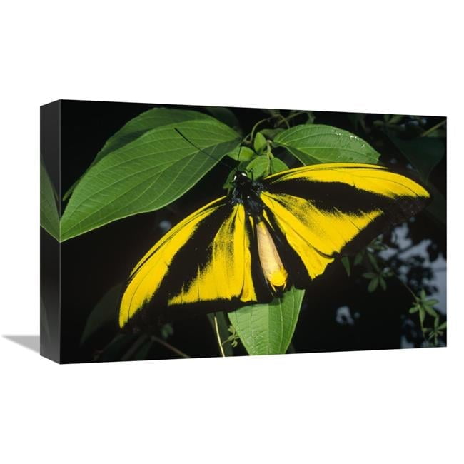 12 x 18 in. Goliath Birdwing Butterfly Male, Rare Species, Irian Jaya ...