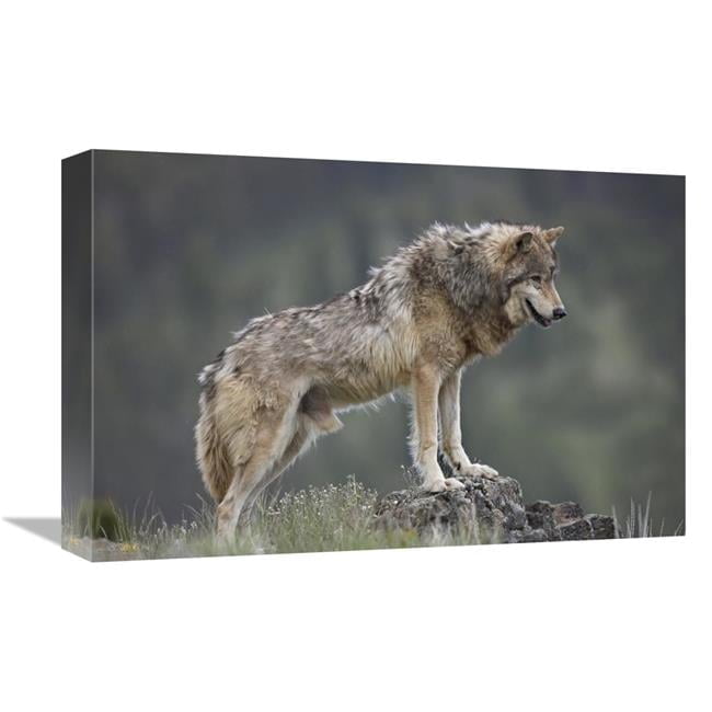 12 x 18 in. Gray Wolf, North America Art Print - Tim Fitzharris ...