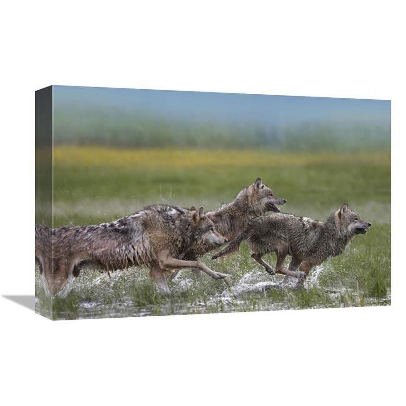 12 x 18 in. Gray Wolf Trio Running Through Water, North America Art ...