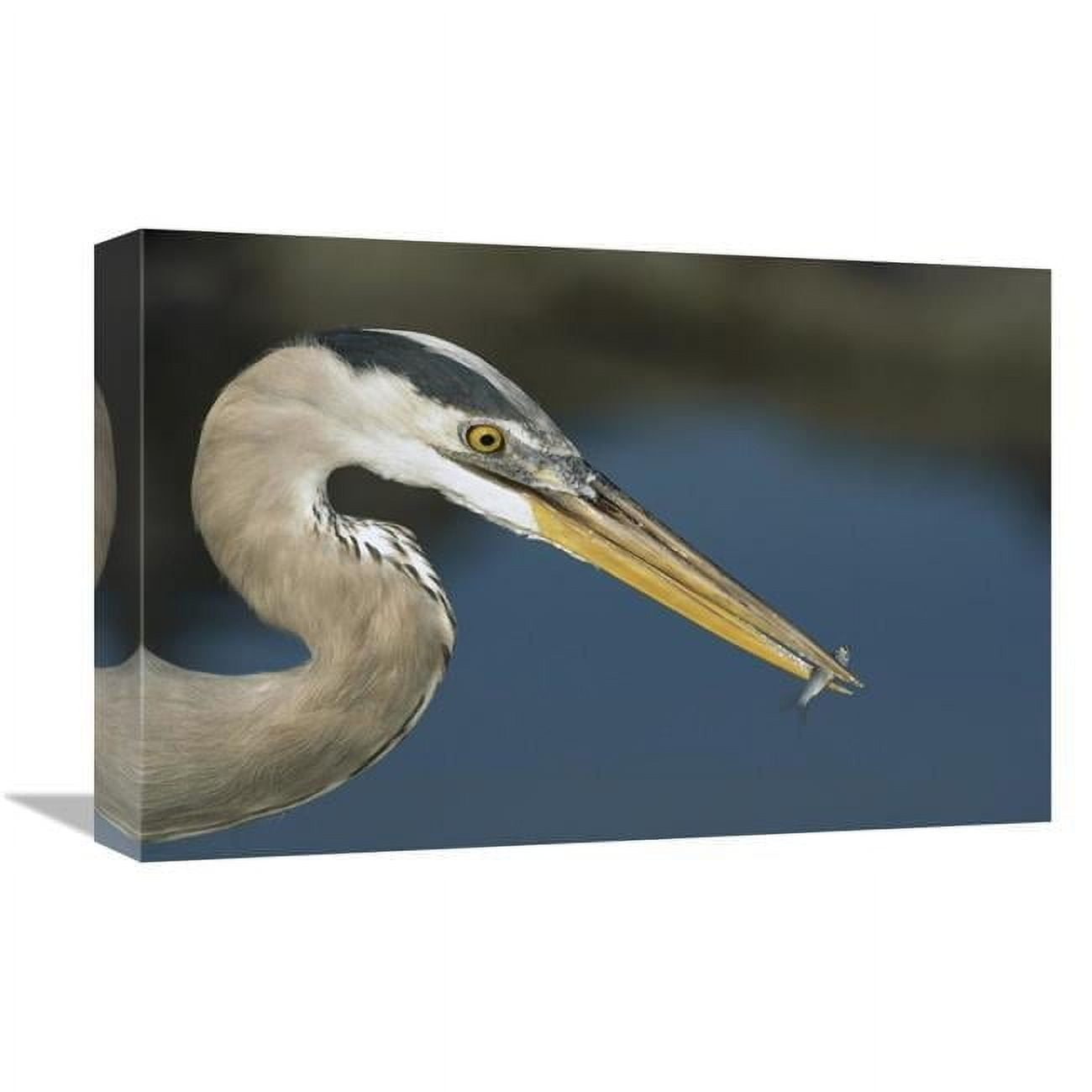 12 x 18 in. Great Blue Heron with Juvenlile Mullet, Galapagos Islands ...