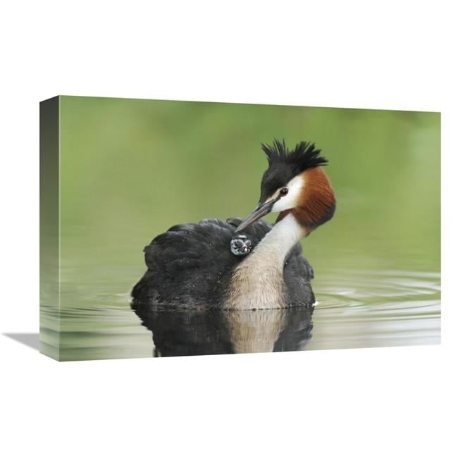 12 x 18 in. Great Crested Grebe Grooming Chick on Its Back, Lake ...