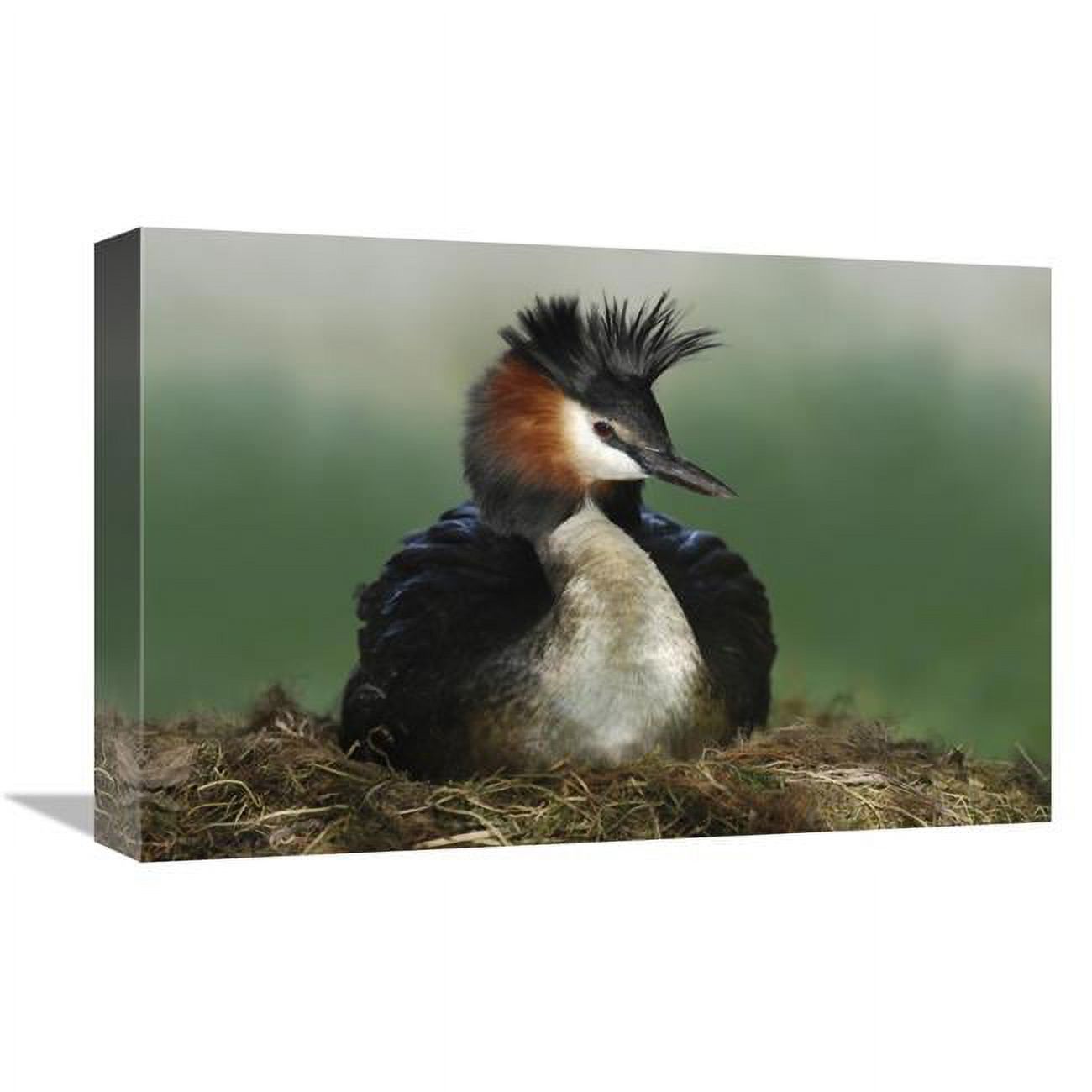 12 x 18 in. Great Crested Grebe on Nest, Lake Alexandrina, New Zealand ...