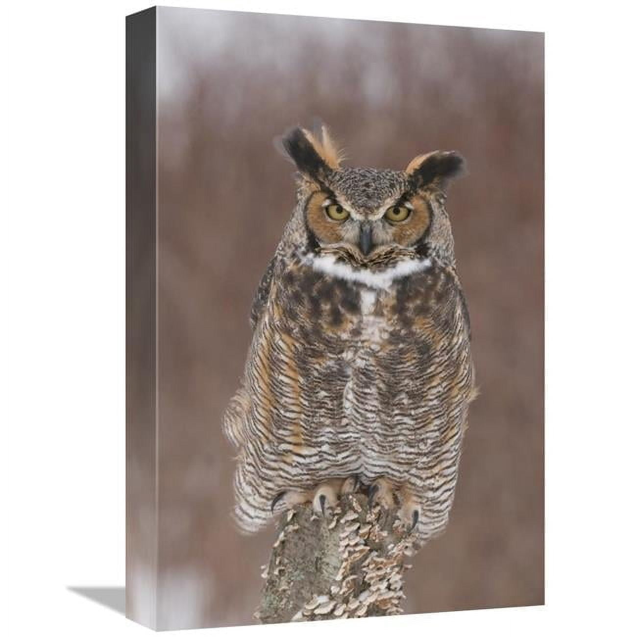 12 x 18 in. Great Horned Owl, Howell Nature Center, Michigan Art Print ...