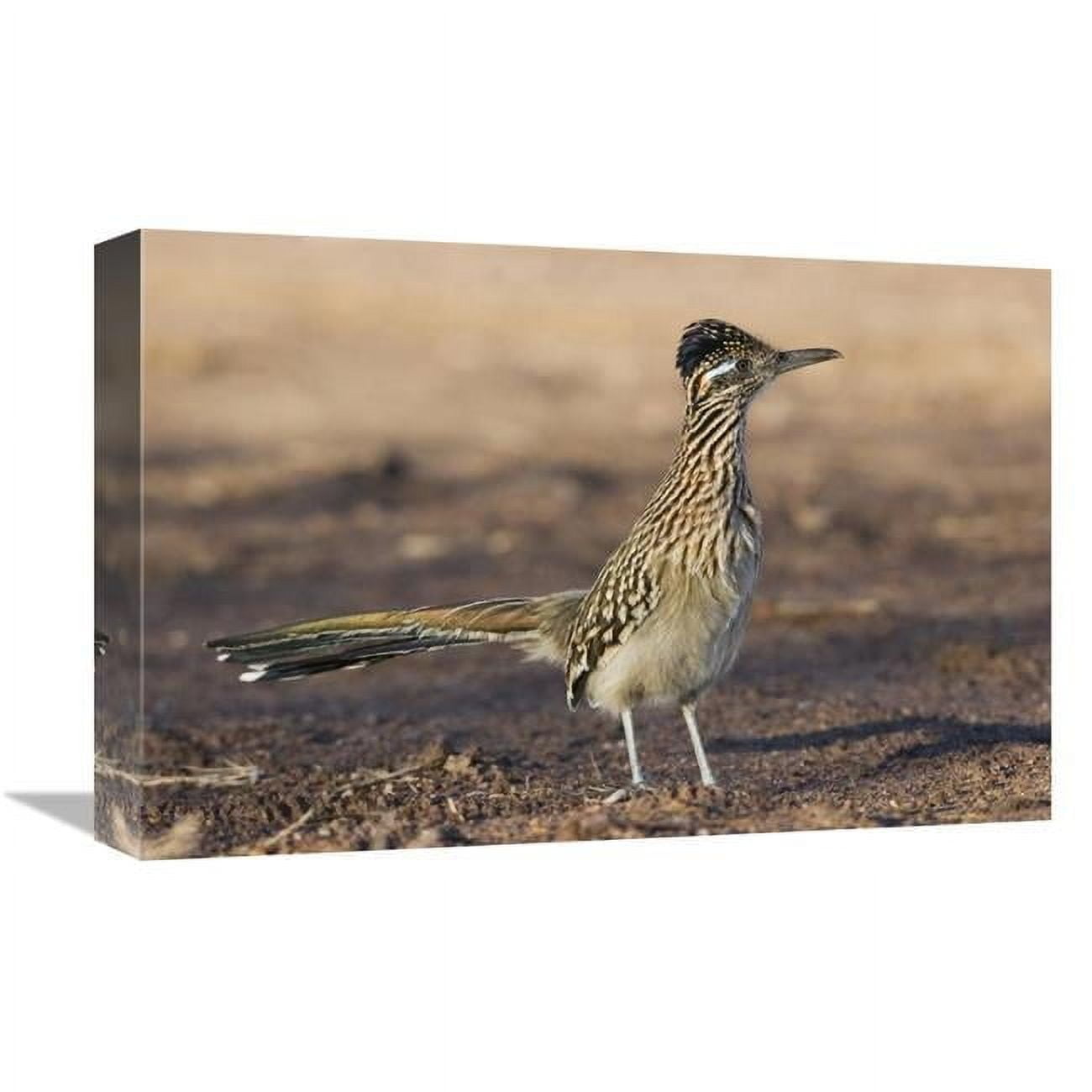 12 x 18 in. Greater Roadrunner Profile, New Mexico Art Print - Konrad ...