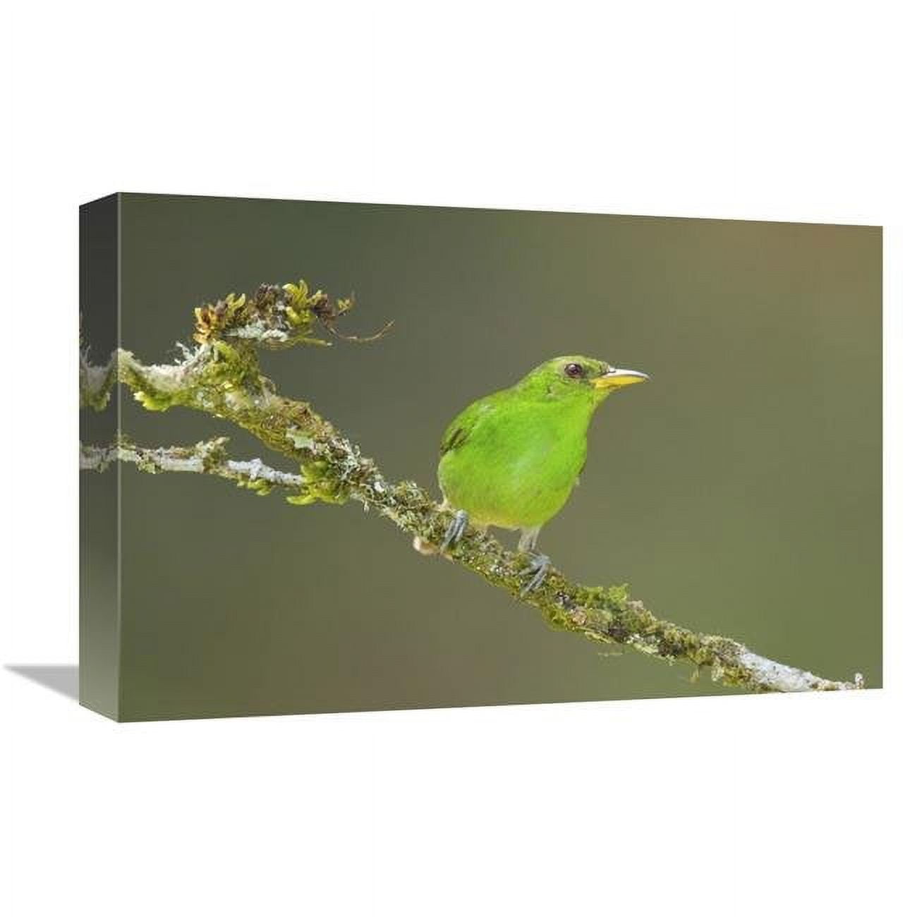 12 x 18 in. Green Honeycreeper Female, Costa Rica Art Print - Steve ...