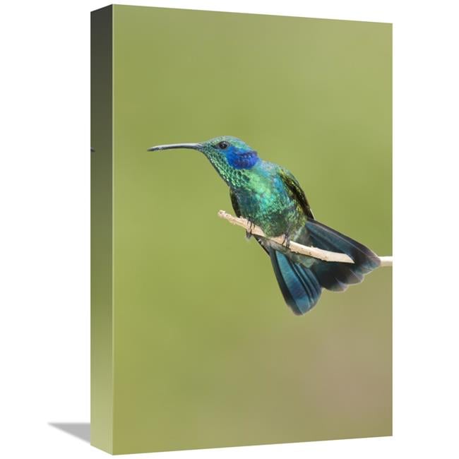 12 x 18 in. Green Violet-Ear Hummingbird, Costa Rica Art Print - Steve ...