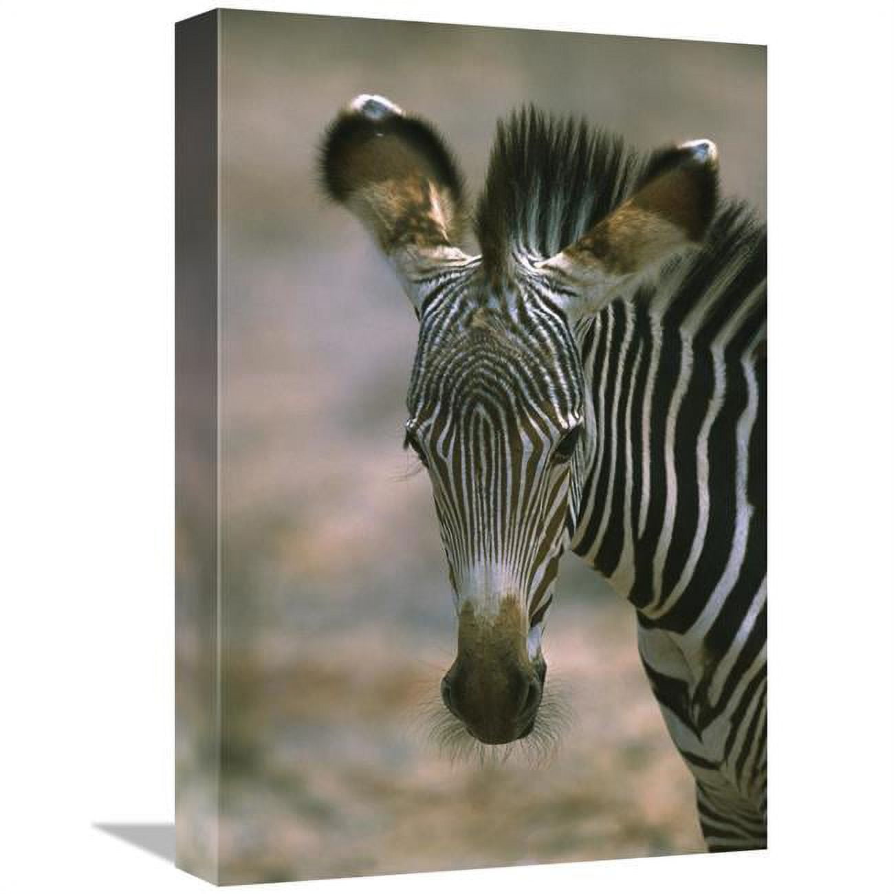 12 x 18 in. Grevys Zebra Foal, Kenya Art Print - Martin Withers ...