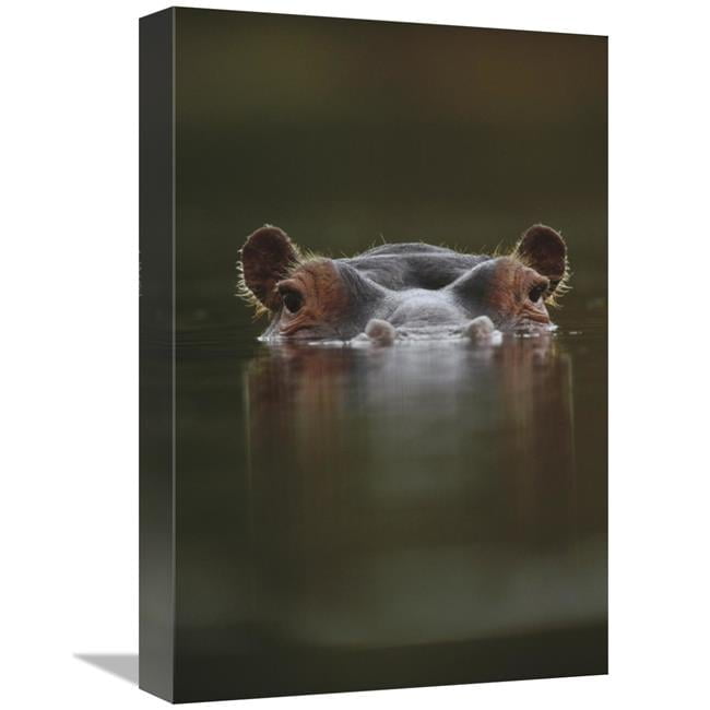 12 x 18 in. Hippopotamus at Water Surface, Tanzania Art Print - Tim ...