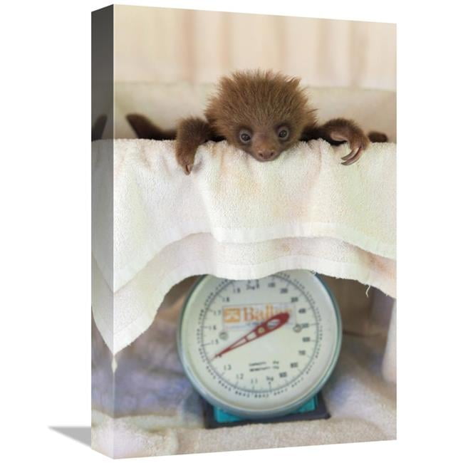 12 x 18 in. Hoffmanns Two-Toed Sloth Orphaned Baby on Scale, Aviarios ...