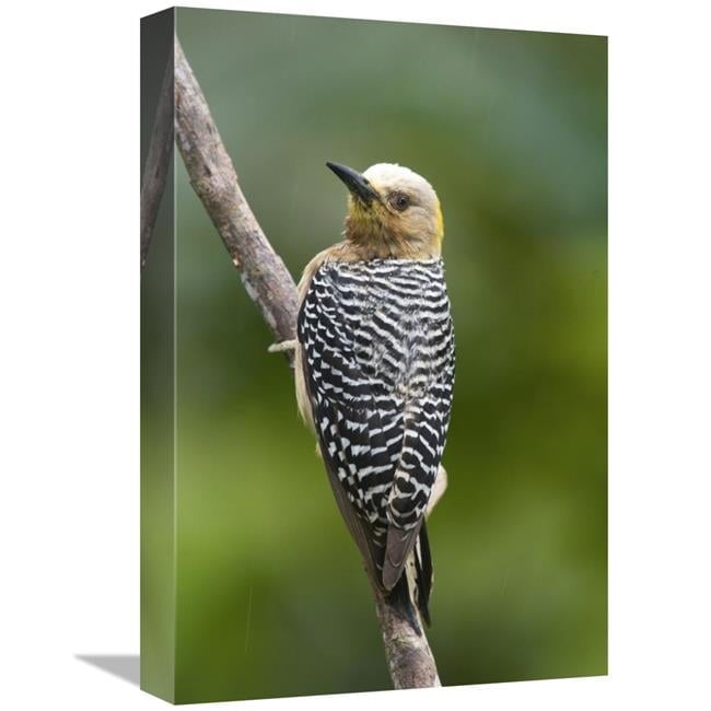 12 x 18 in. Hoffmanns Woodpecker, Costa Rica Art Print - Steve Gettle ...