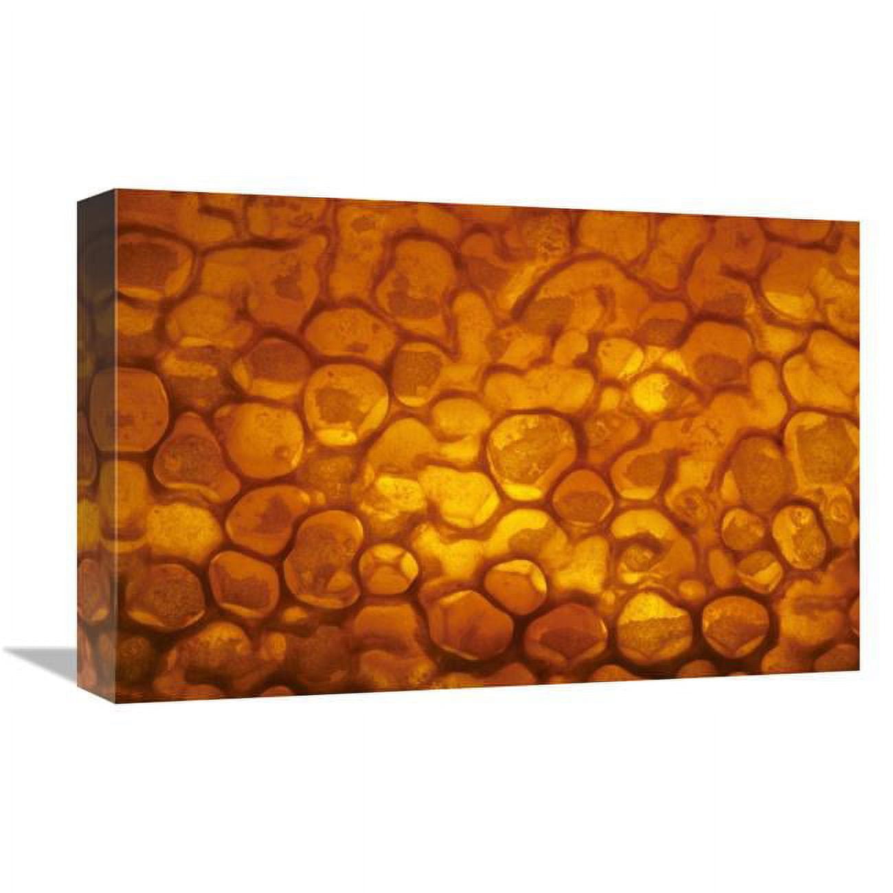 12 x 18 in. Honeycomb Cells Filled with Honey & Covered by Wax - Bee ...