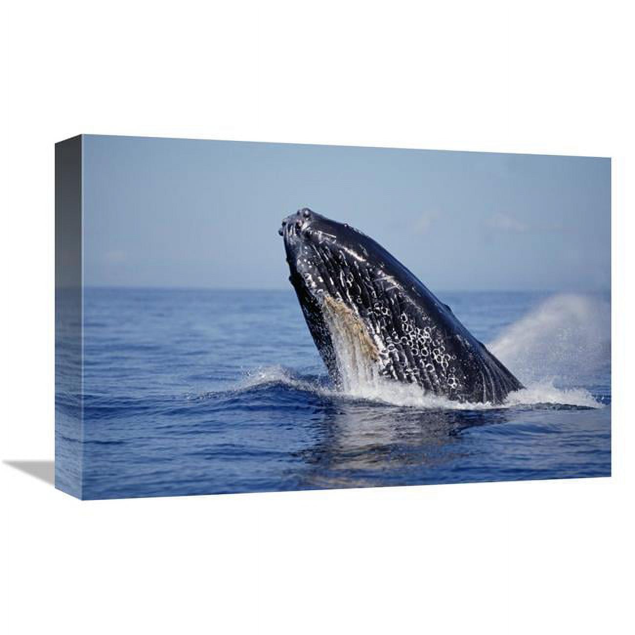 12 x 18 in. Humpback Whale Breaching, Maui, Hawaii Art Print - Flip ...