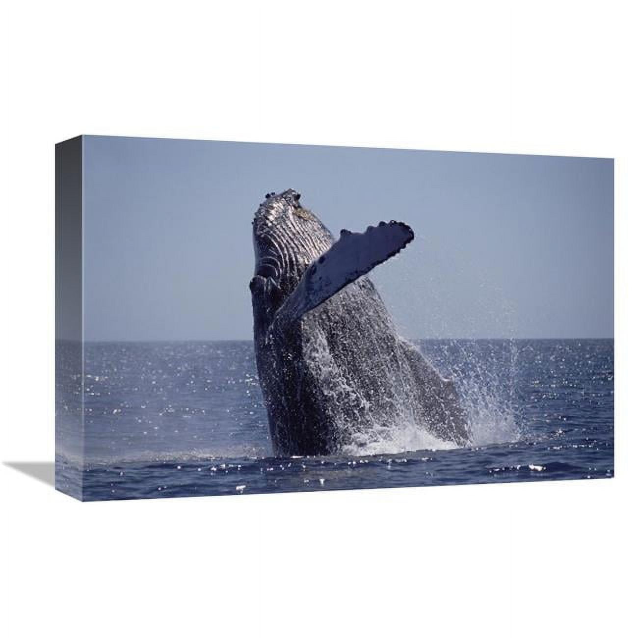 12 x 18 in. Humpback Whale Breaching, Maui, Hawaii Art Print - Flip ...