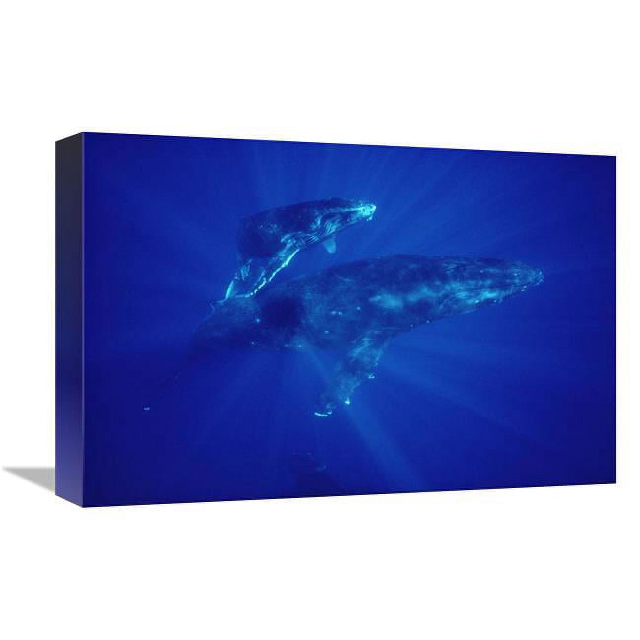 12 x 18 in. Humpback Whale Mother & Calf, Hawaii Art Print - Flip ...