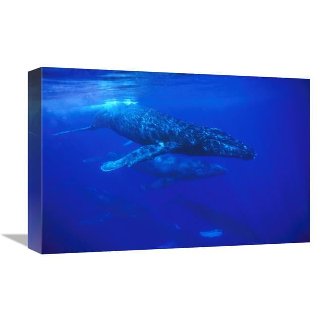 12 x 18 in. Humpback Whale Pod Traveling with Group of Over 30 Whales ...