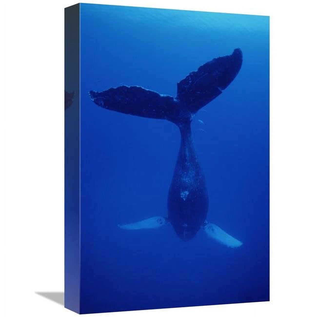12 x 18 in. Humpback Whale Singer Called Frank, Maui, Hawaii Art Print ...