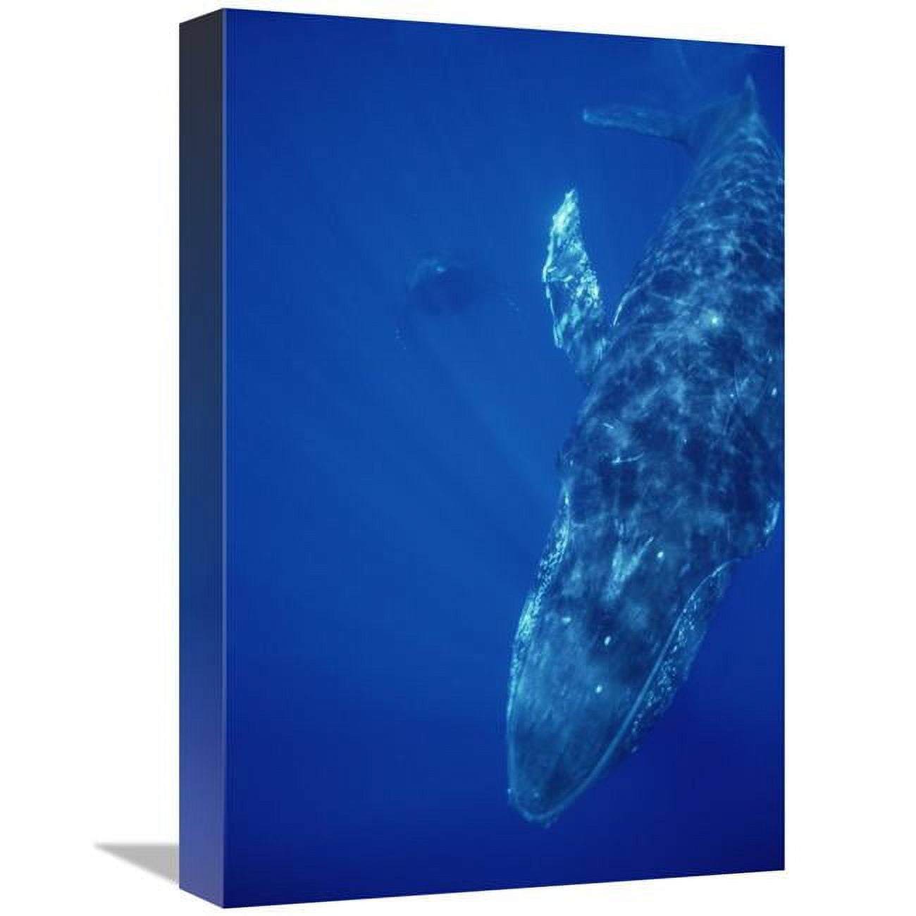 12 x 18 in. Humpback Whale Singer & Joiner, Maui, Hawaii Art Print ...