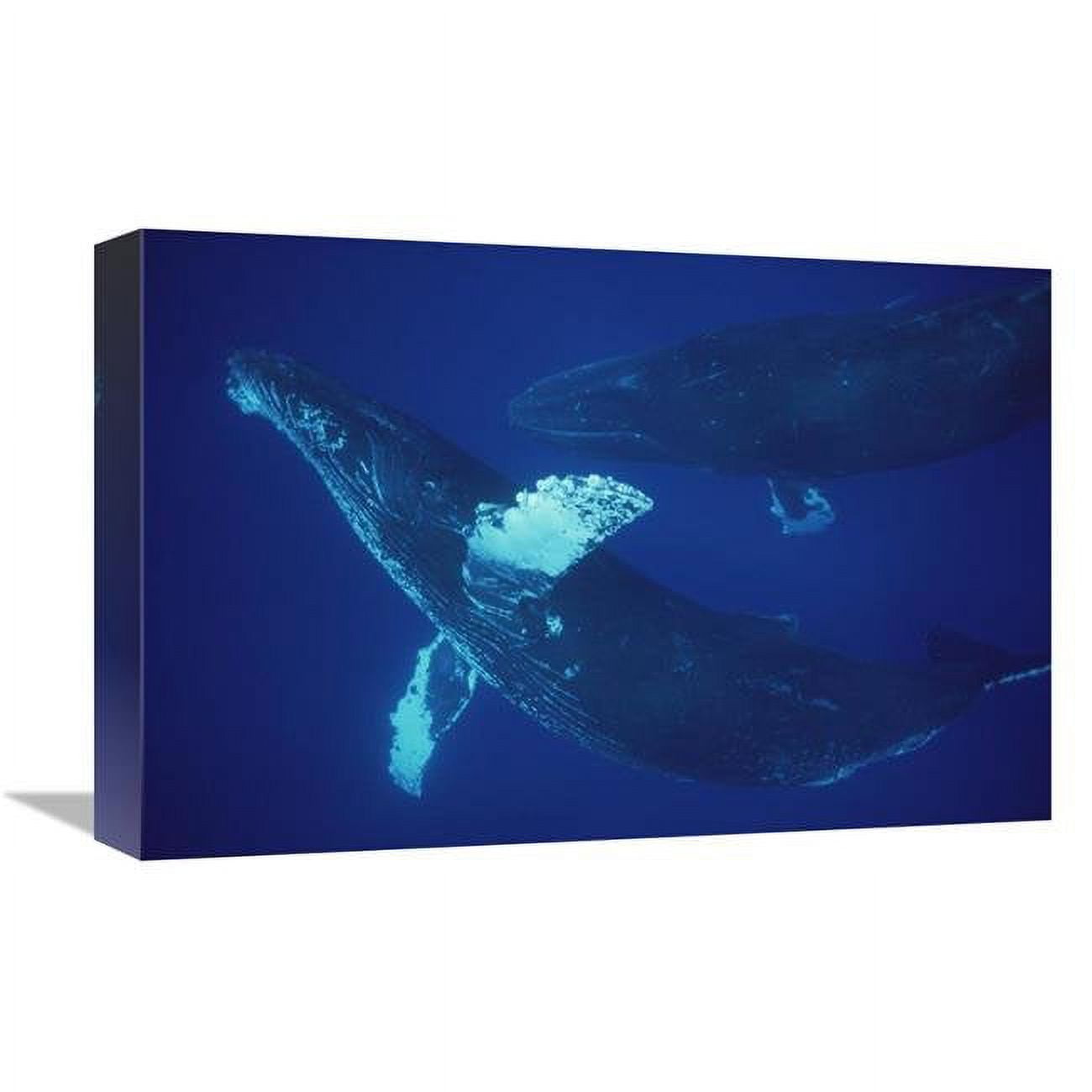 12 x 18 in. Humpback Whale Singer & Joiner, Maui, Hawaii Art Print ...