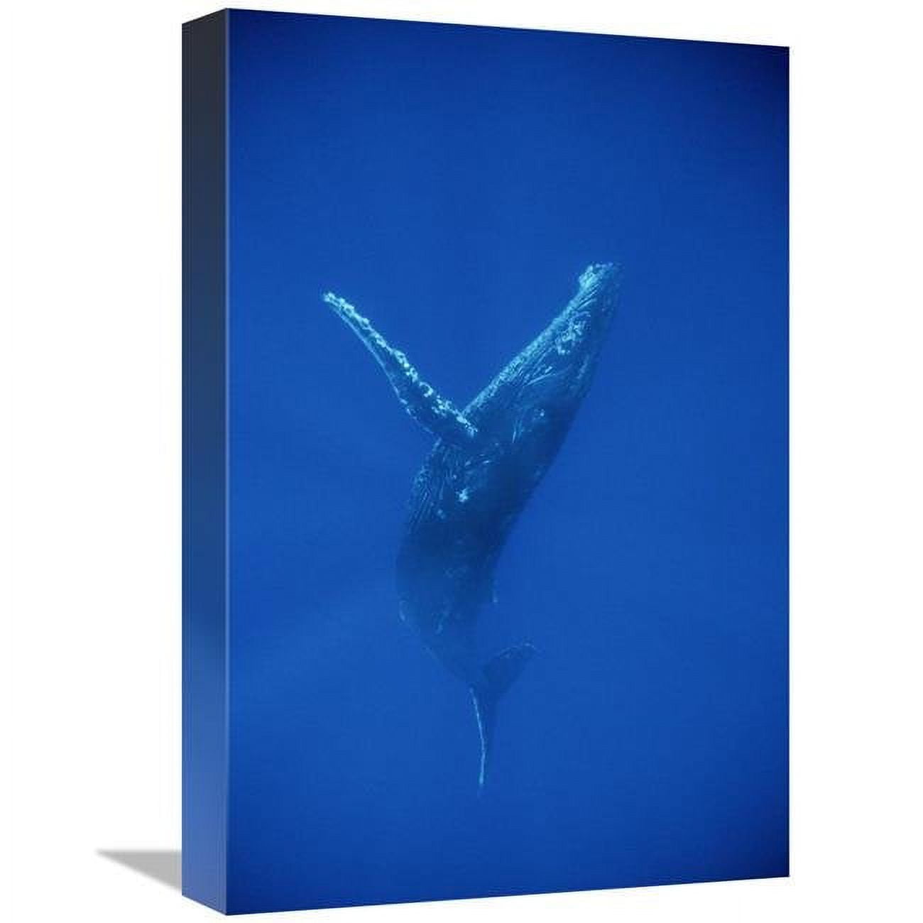 12 x 18 in. Humpback Whale Swimming, Underwater, Hawaii Art Print ...