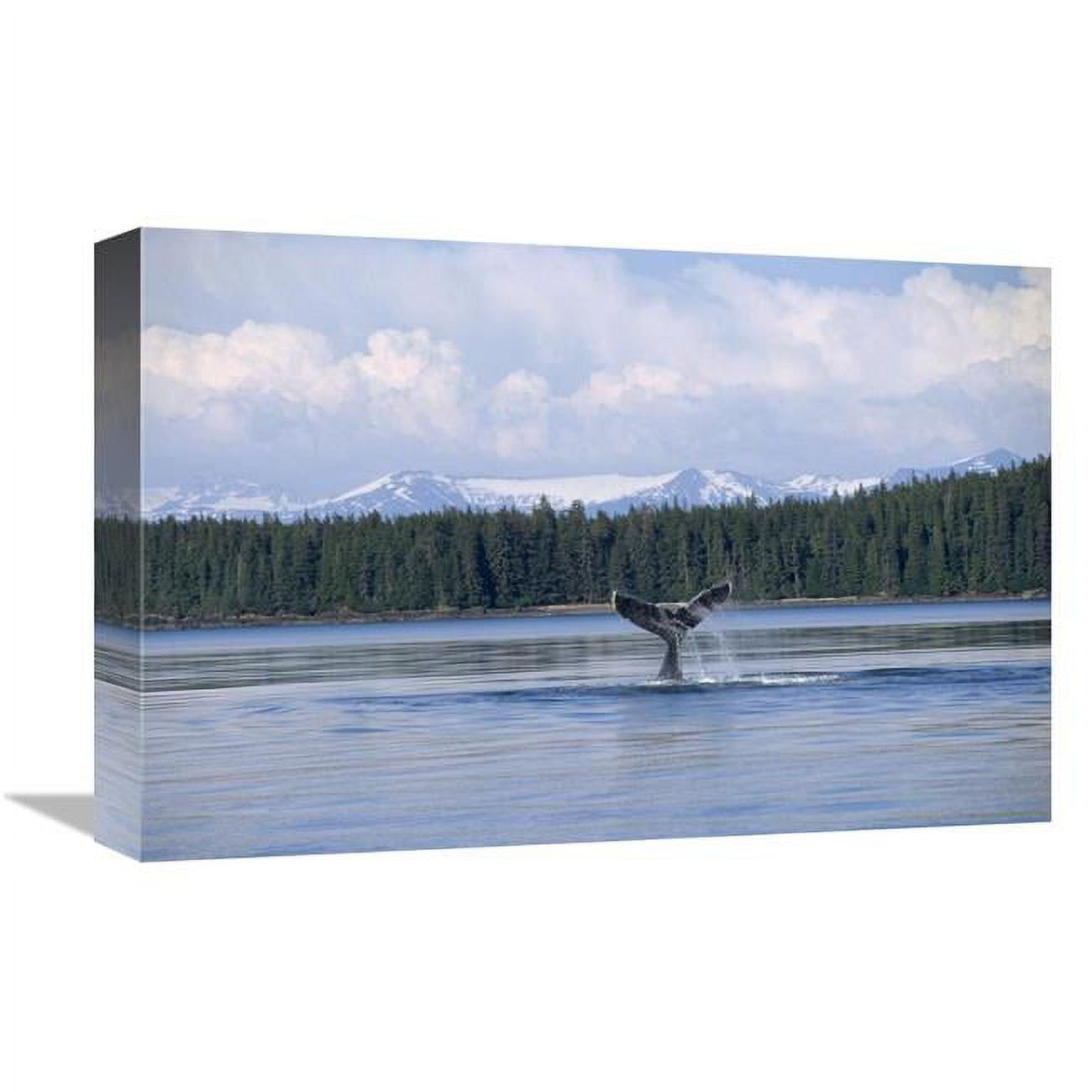 12 x 18 in. Humpback Whale Tail, Southeast Alaska Art Print - Flip ...