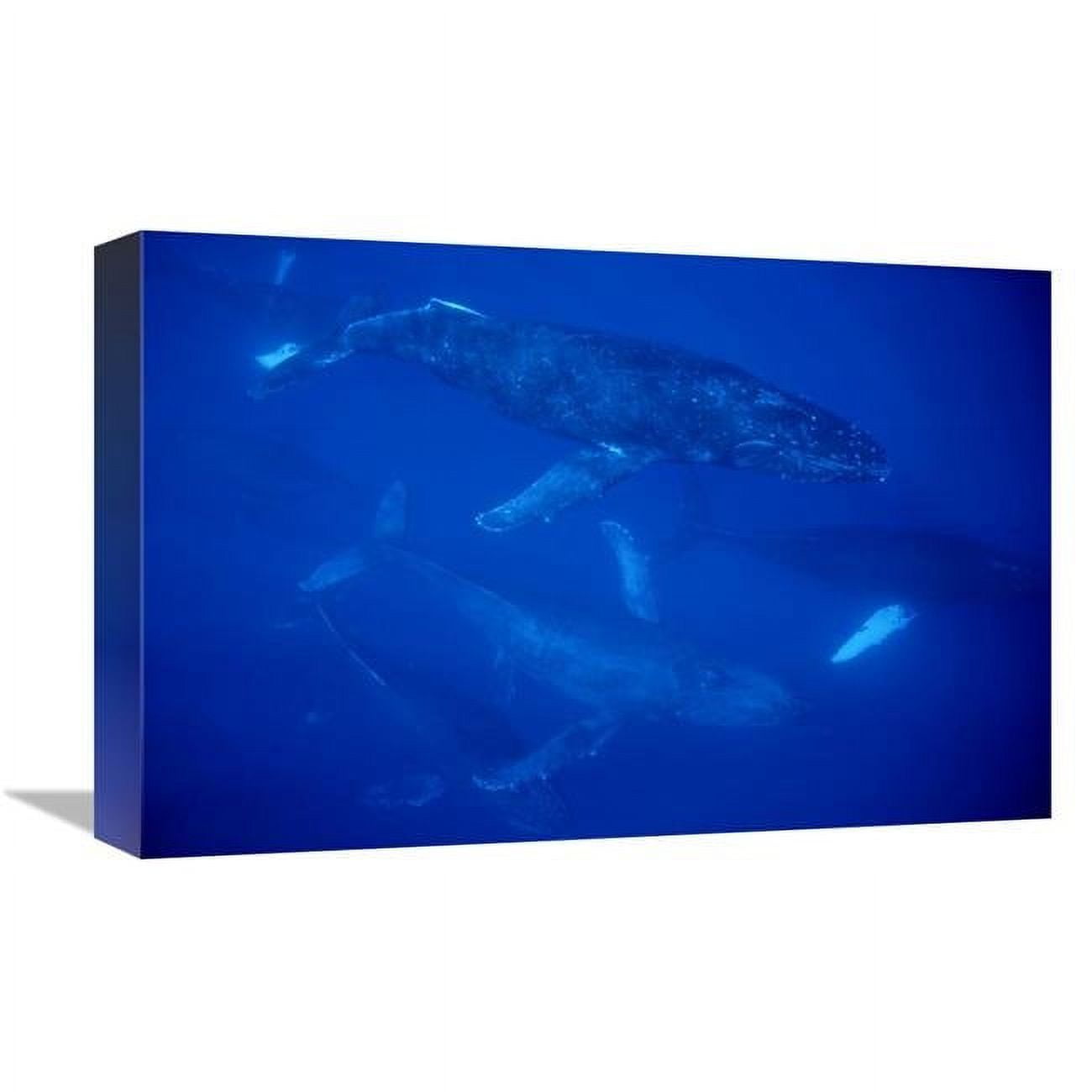 12 x 18 in. Humpback Whale Traveling Group of Over 30 Whales, Maui ...