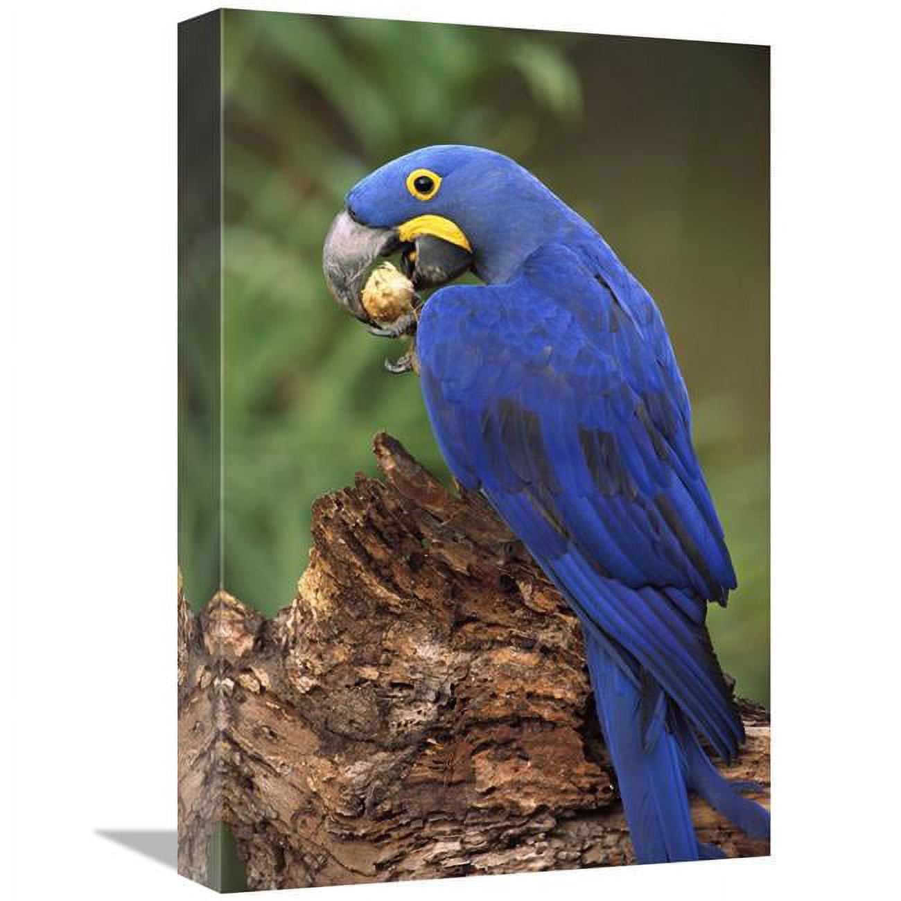 12 x 18 in. Hyacinth Macaw Eating Piassava Palm Nuts, Cerrado, Brazil ...