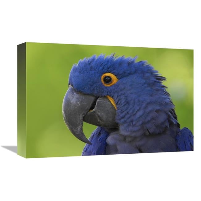 12 x 18 in. Hyacinth Macaw Portrait, Native to South America Art Print ...