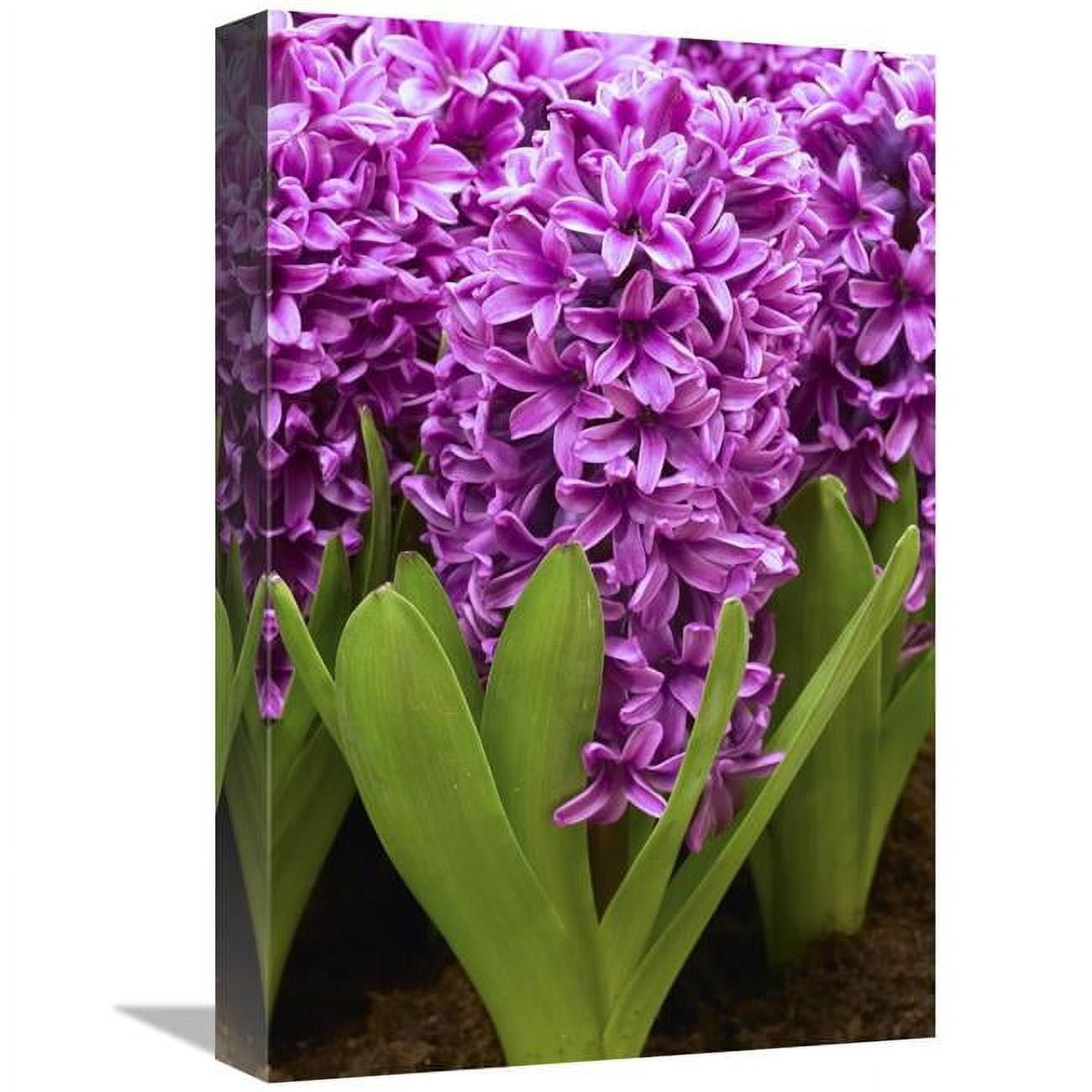 12 x 18 in. Hyacinth Miss Saigon Variety Flowers Art Print ...