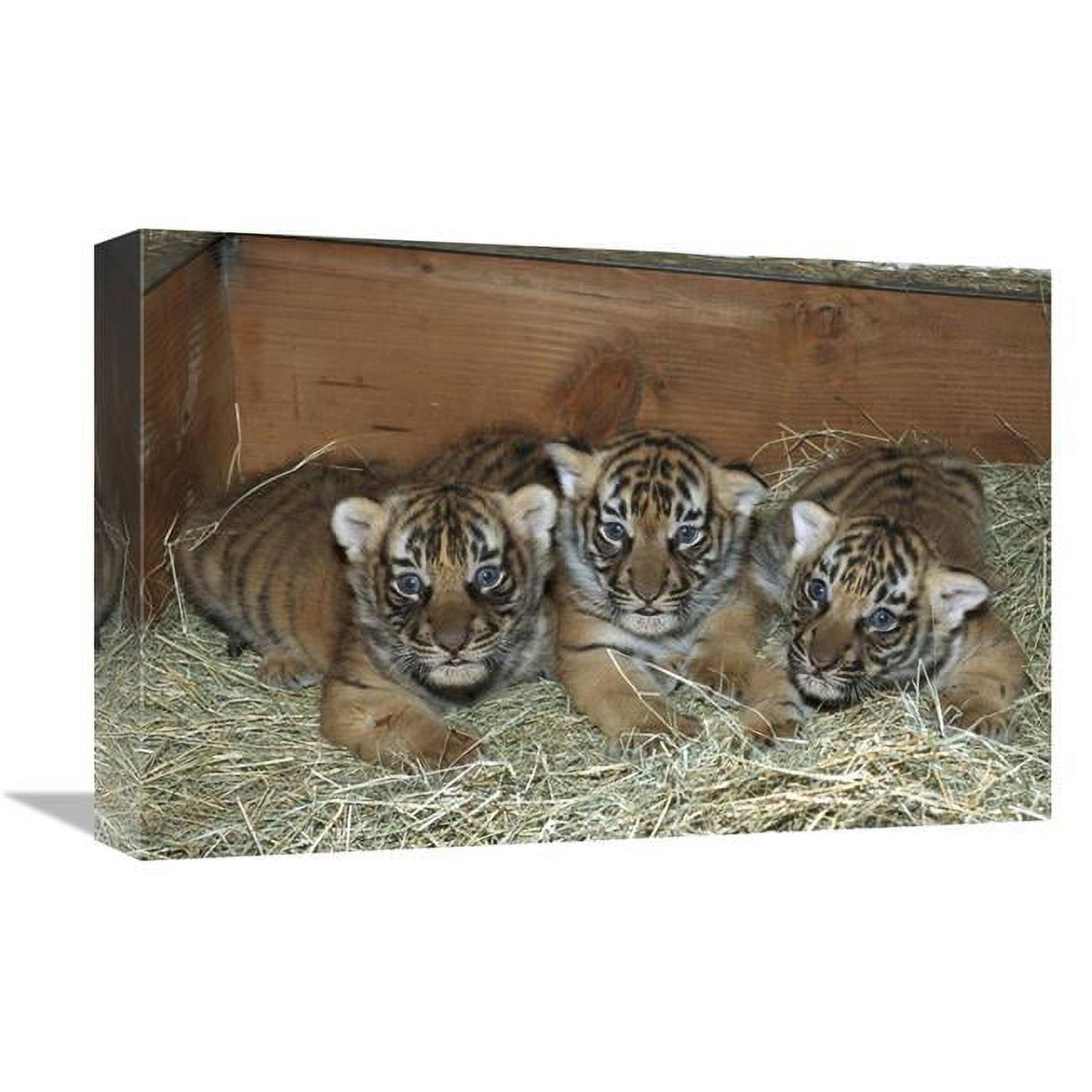 12 x 18 in. Indochinese Tiger Cubs in Sleeping Box, Native to Indochina ...