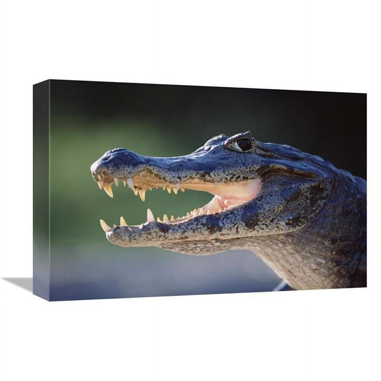 12 x 18 in. Jacare Caiman Portrait, Pantanal, Brazil Art Print - Tui De ...