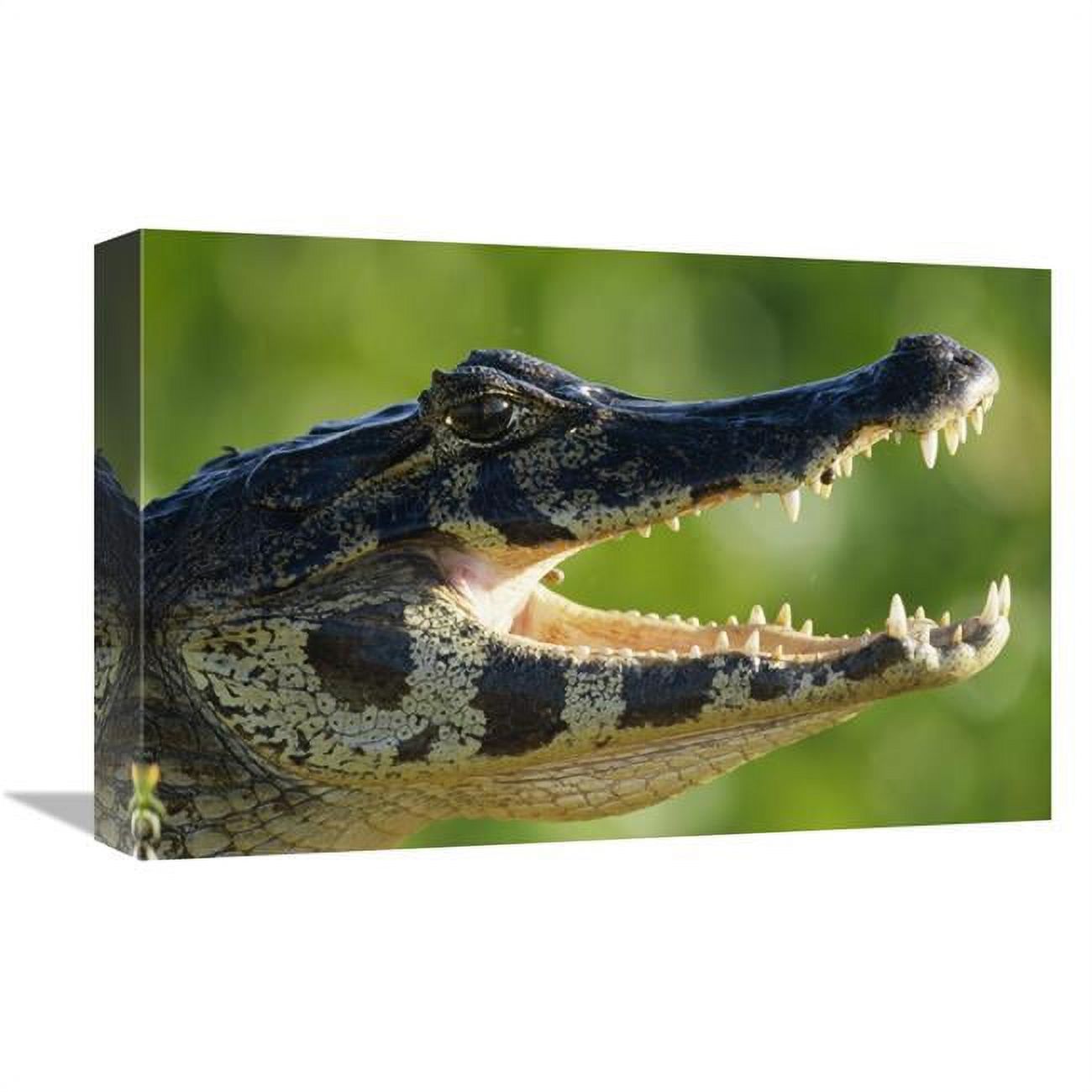 12 x 18 in. Jacare Caiman or Paraguay Caiman Thermoregulating by ...