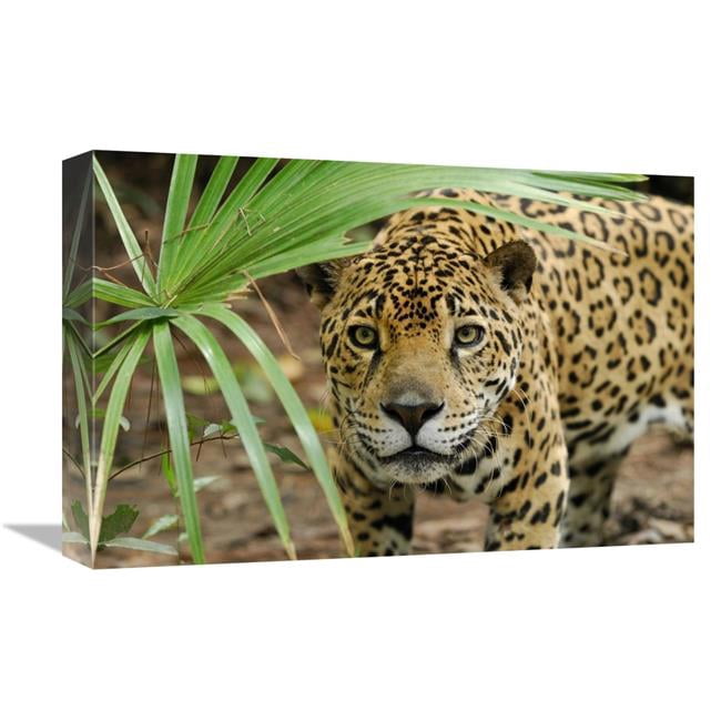 12 x 18 in. Jaguar Peering Through Brush, Belize Art Print - Thomas ...