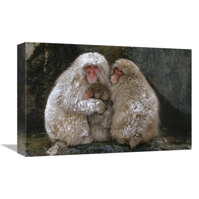12 x 18 in. Japanese Macaque Family Huddled Together for Warmth, Japan ...