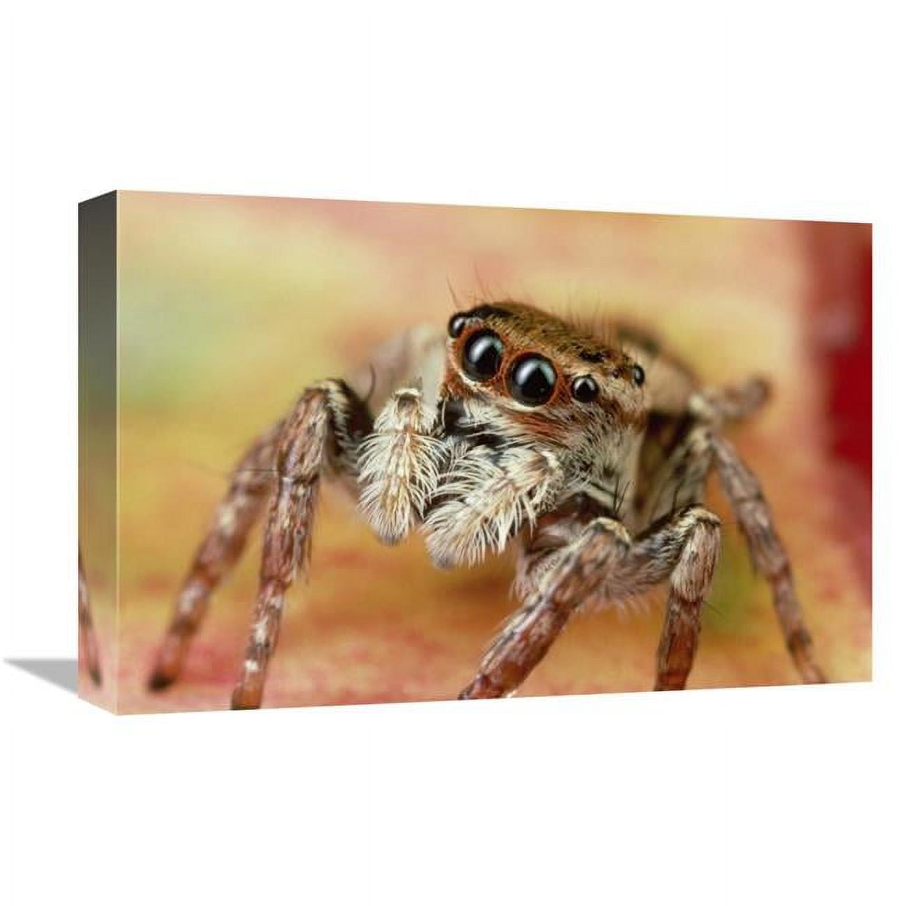 12 x 18 in. Jumping Spider Portrait, Reunion Art Print - Mark Moffett ...