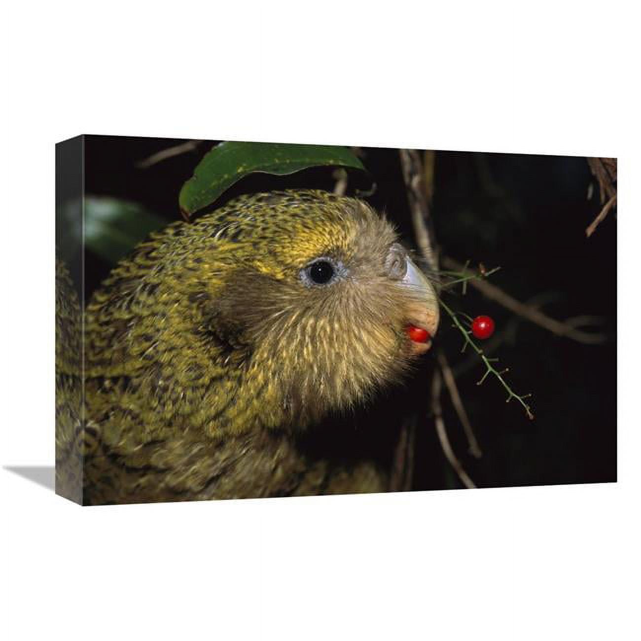 12 x 18 in. Kakapo Feeding on Supplejack Berries, Codfish Island, New ...