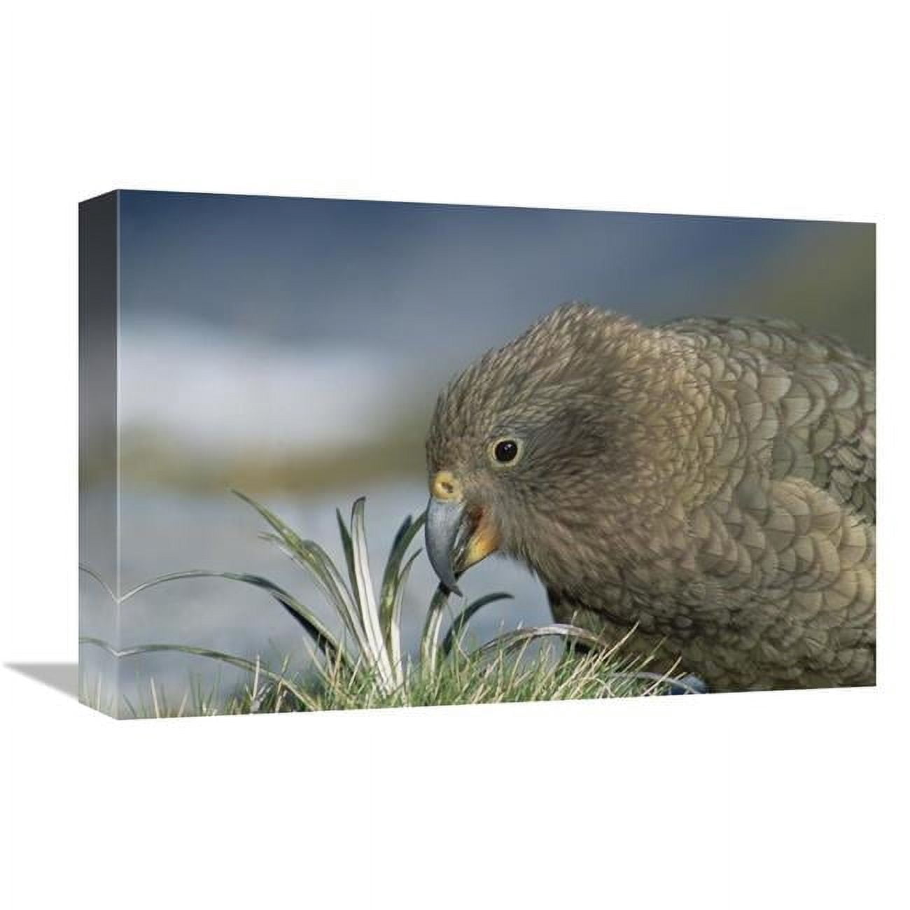 12 x 18 in. Kea Feeding, Fox Glacier, Westland National Park, New ...