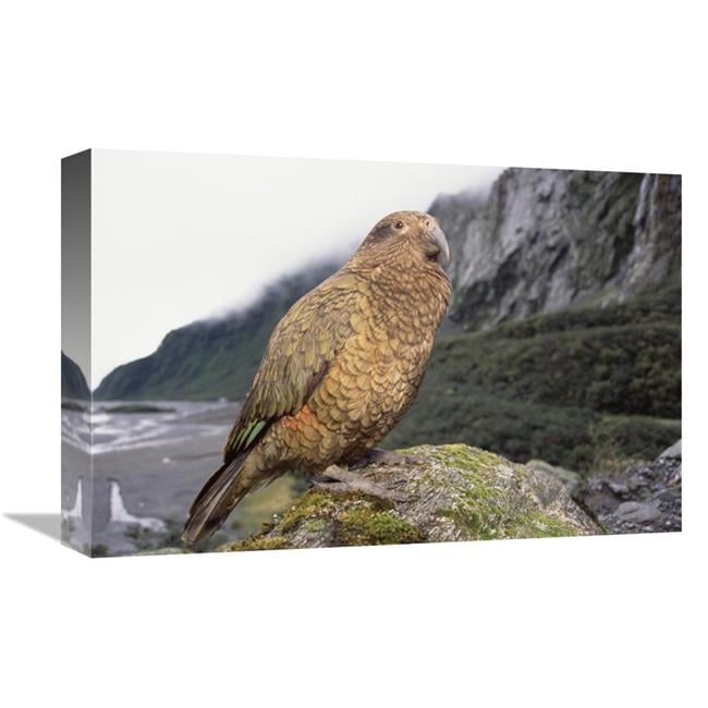 12 x 18 in. Kea Perched on Rock, Fox Glacier, Westland National Park ...