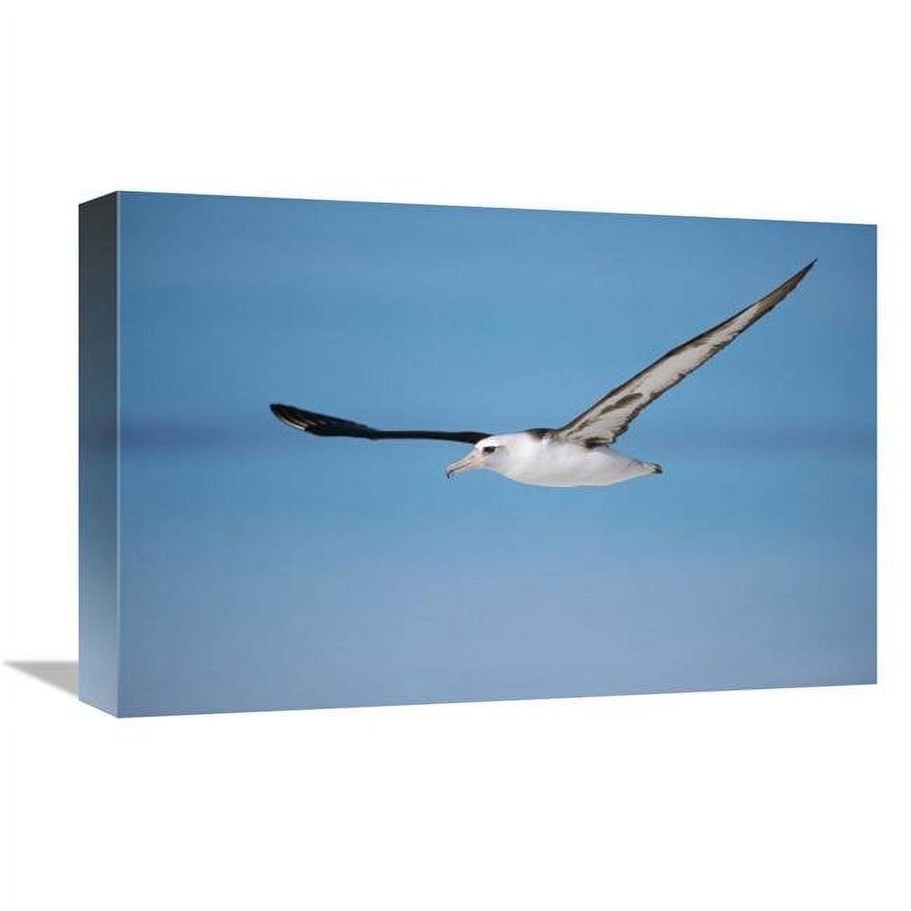 12 x 18 in. Laysan Albatross Navigating Across Ocean, Midway Atoll ...